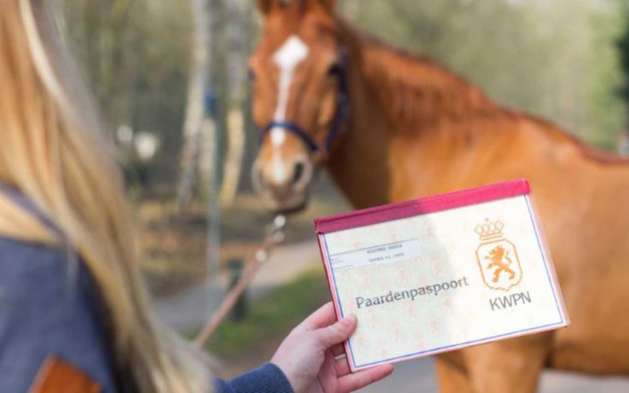 Nieuwe registratie-eis: UBN-nummer verplicht vanaf 2025 - De Hippische ...