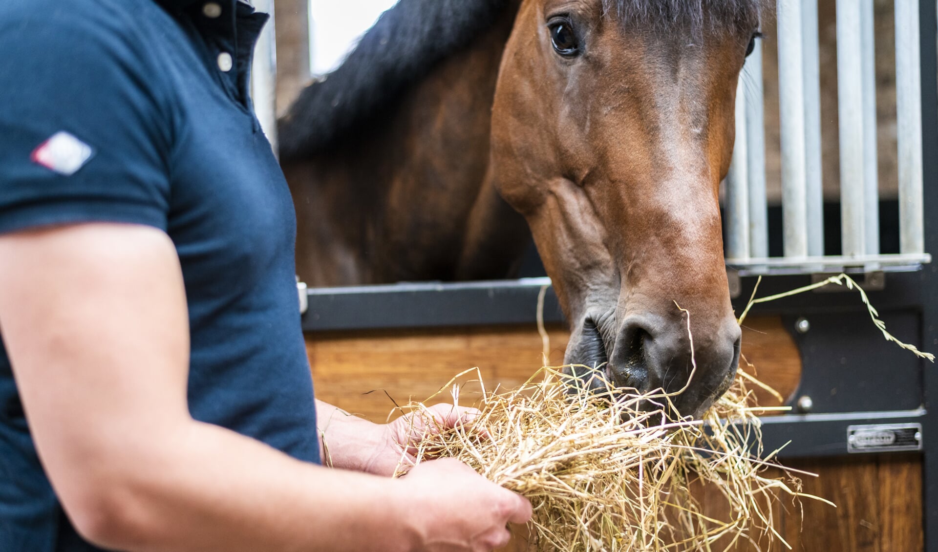 Win 1 hectare Hay Master graszaad van Barenbrug - De Hippische Ondernemer